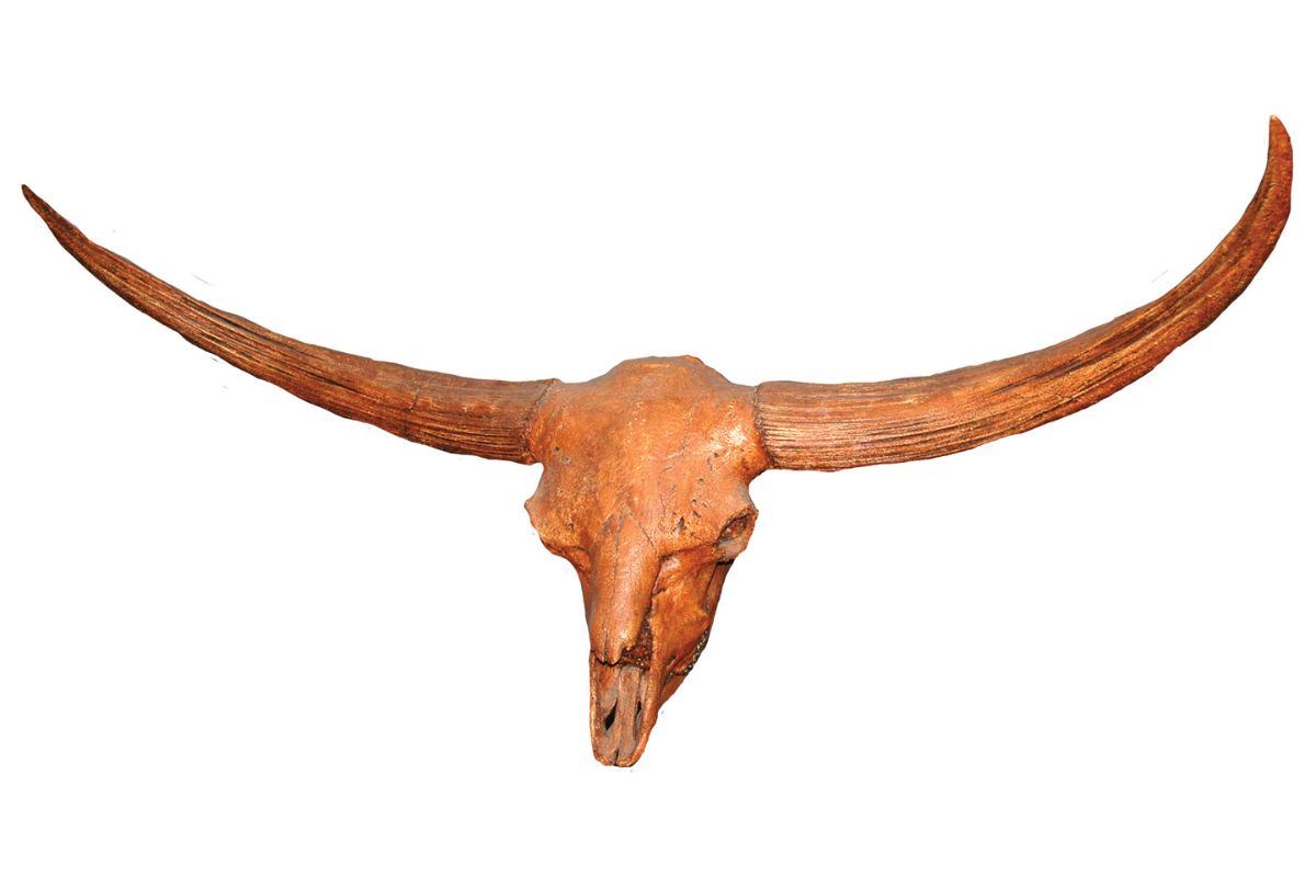 Buffalo Calling Stones, Stinging, and Medicine Bundles: Fossil Legends of the Native Americans ...